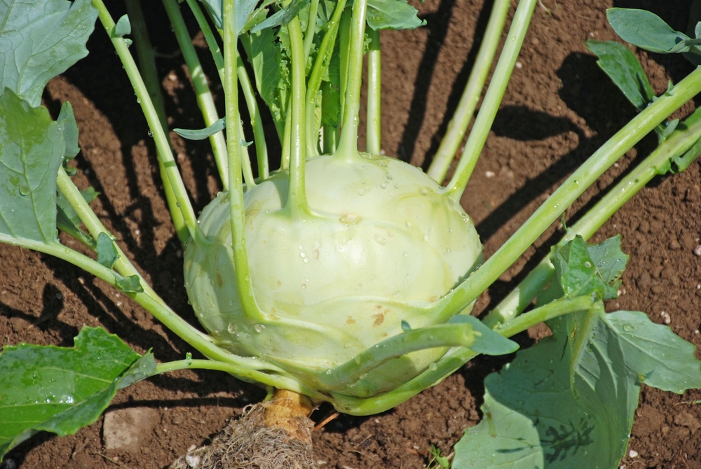 36 Weird Vegetables You've Never Seen Before!